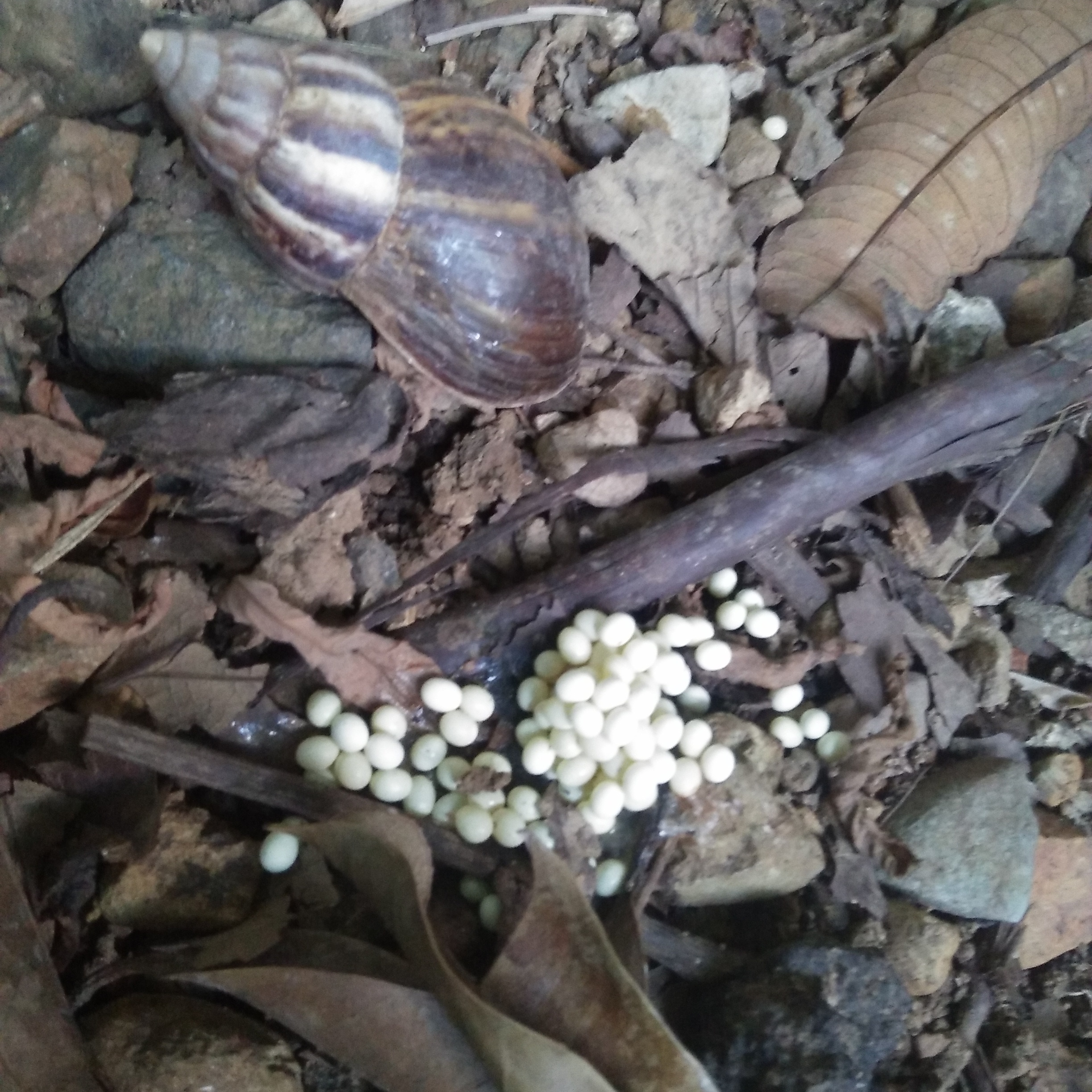 Japanese Snail | Dambana ng Luntiang Aghama